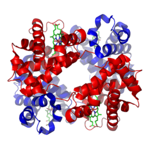 Los colores de la sangre • Notas de química • Quimicafacil.net